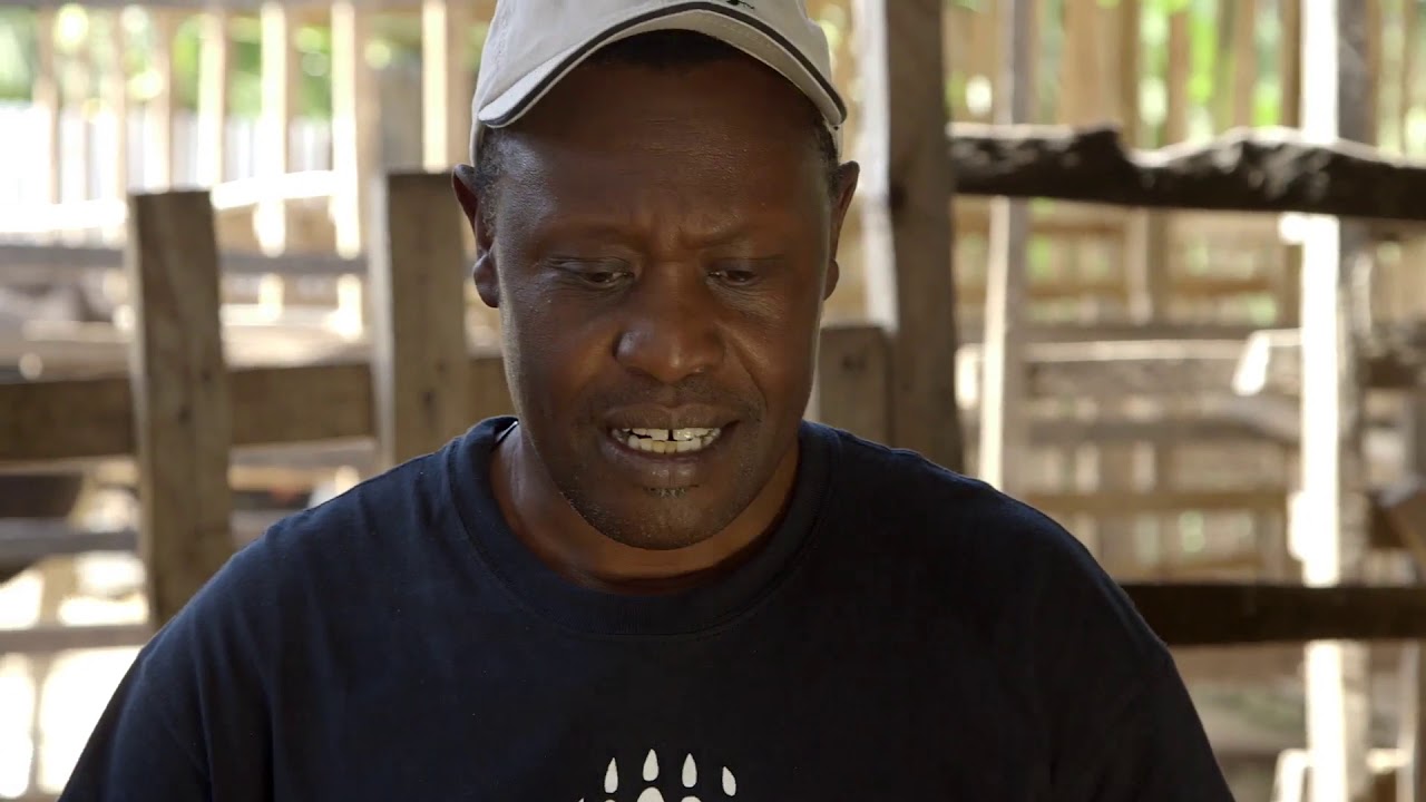 Shamba Shape Up Sn 9 - Ep 8: Tree Tomatoes, Insurance, Spinach (English ...