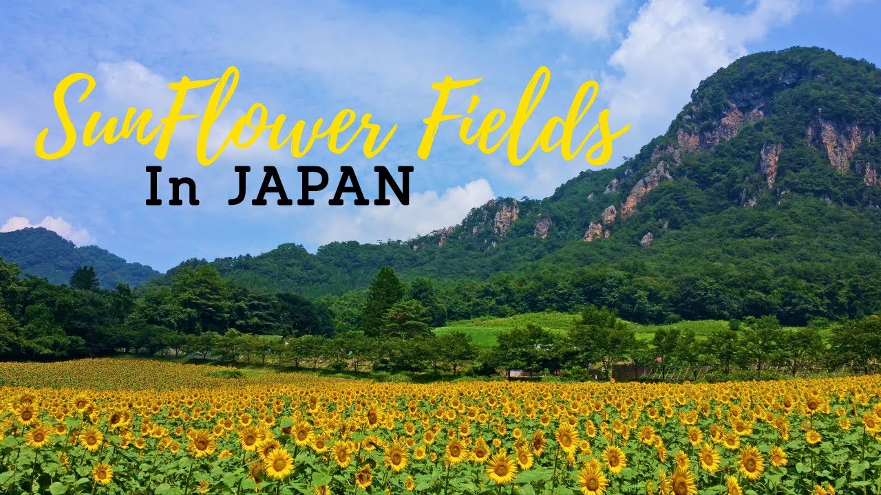 THE JOURNEY OF FLOWERS 18(SUNFLOWER FIELD) - YouTube