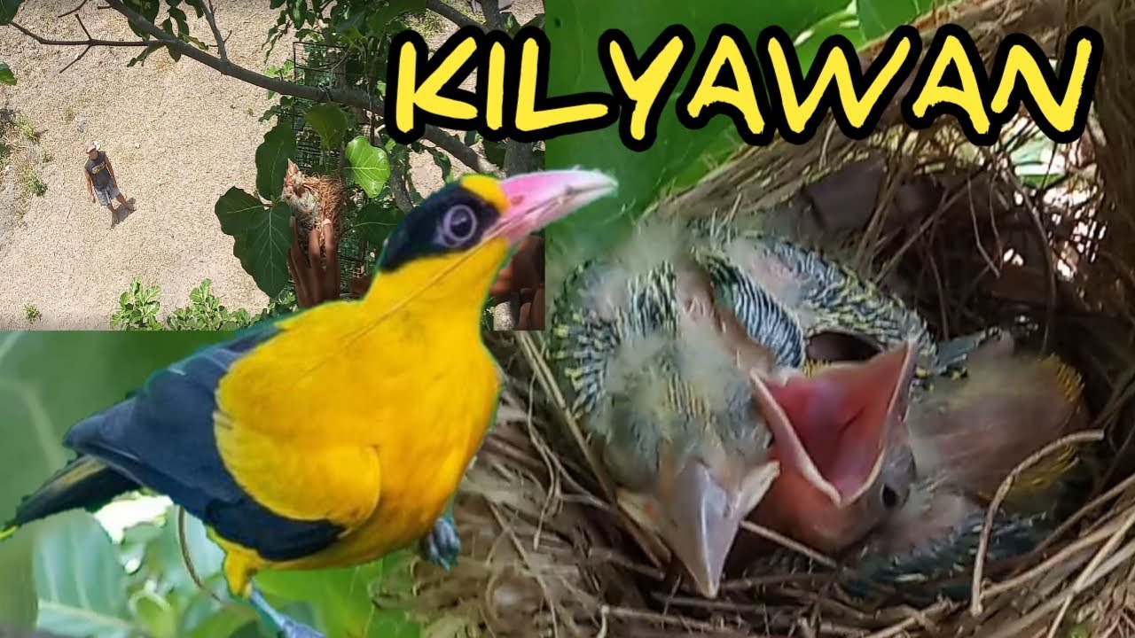 Paano MANGUHA ng PUGAD ng KILYAWAN / BUWIS buhay makuha lang ang INAKAY ...