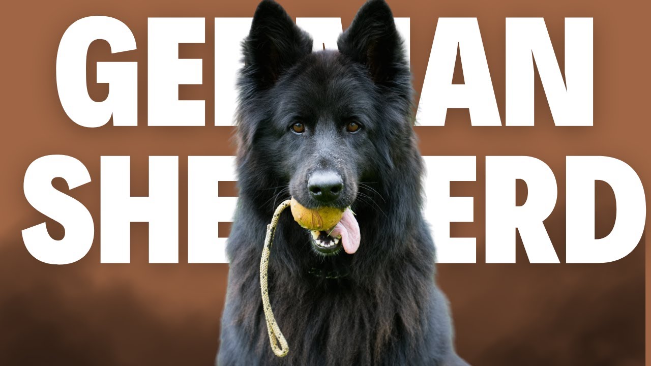 German Shepherd 101 - Everything You Need To Know - YouTube