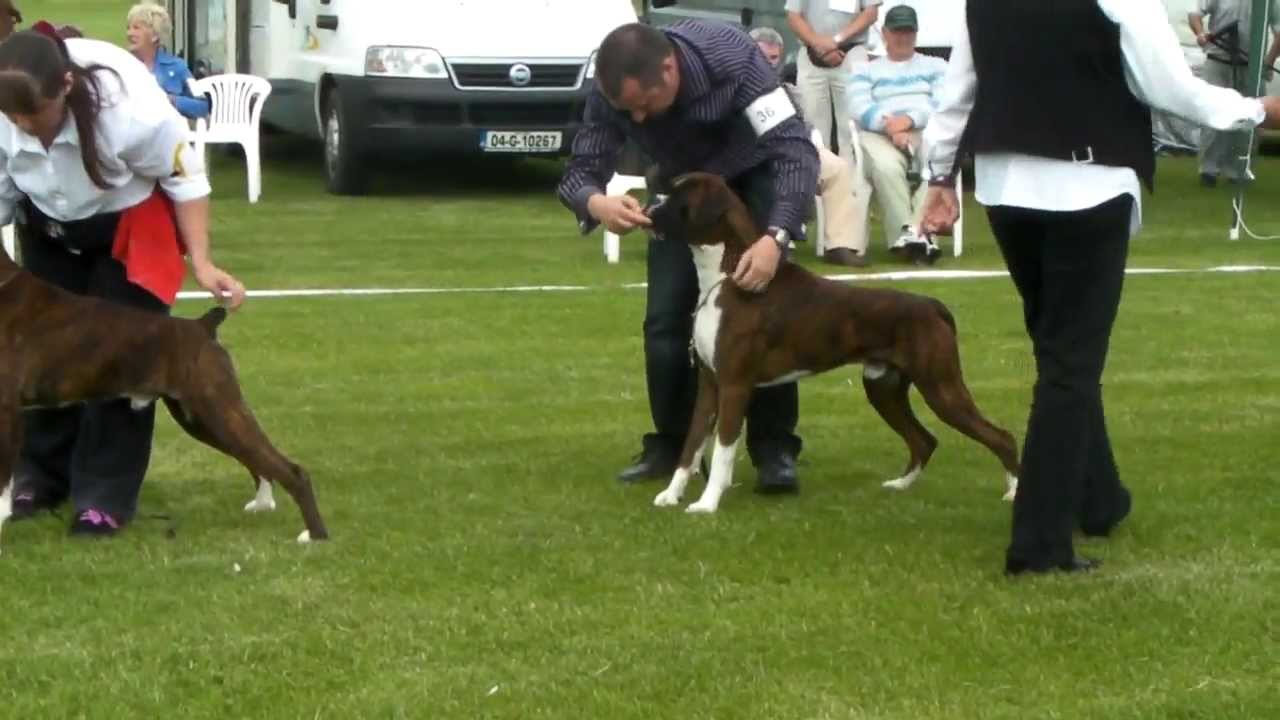 Irish Kennel Club: Effort Show by RoseWoodEstate on DeviantArt