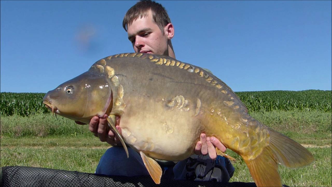 Jet-Fish / Carp Dream Association - Asuán 4.-5.7.2016 - YouTube