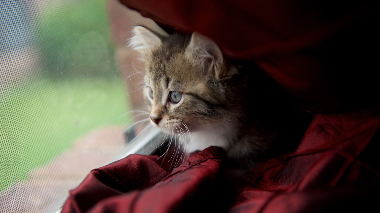 6 days old | Mirra Litter D | Spellbound Siberian Cats Kitten Cam - YouTube