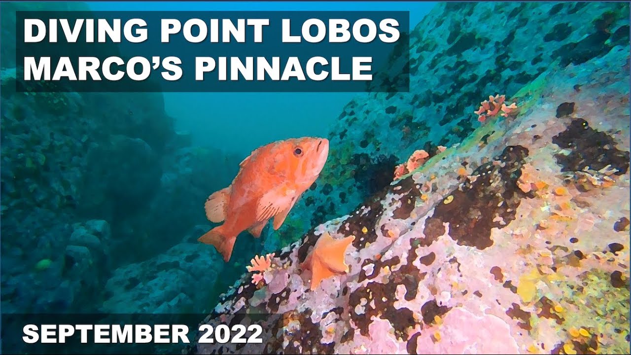 Diving Marco's Pinnacle, Point Lobos, September 2022 - YouTube