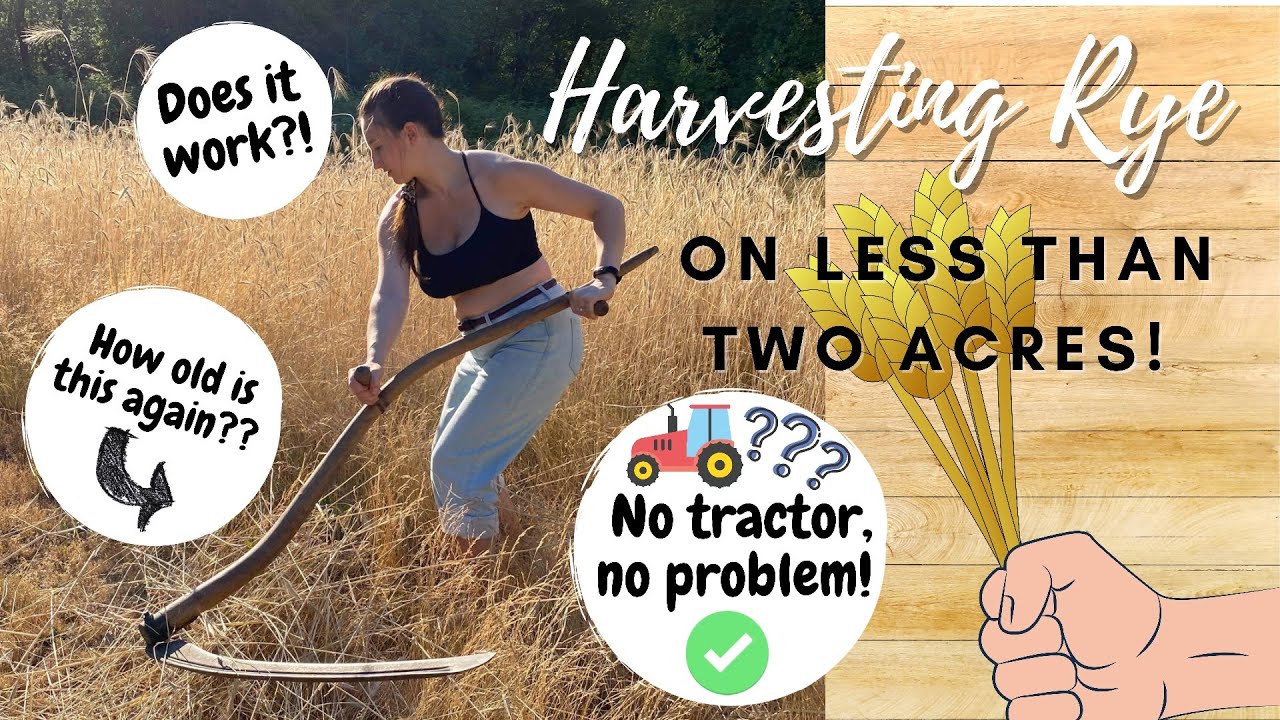 Growing and harvesting RYE on a less than 2 acre homestead! - YouTube
