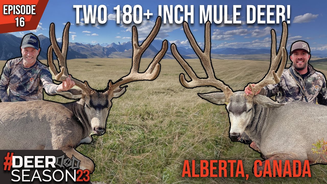 Two 180+ Inch Alberta Mule Deer to Kick Off The Season! | Deer Season ...