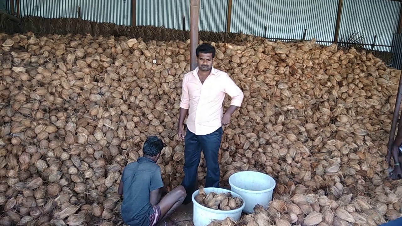 INDIAN FRESH POLLACHI COCONUT EXPORT(7) - YouTube