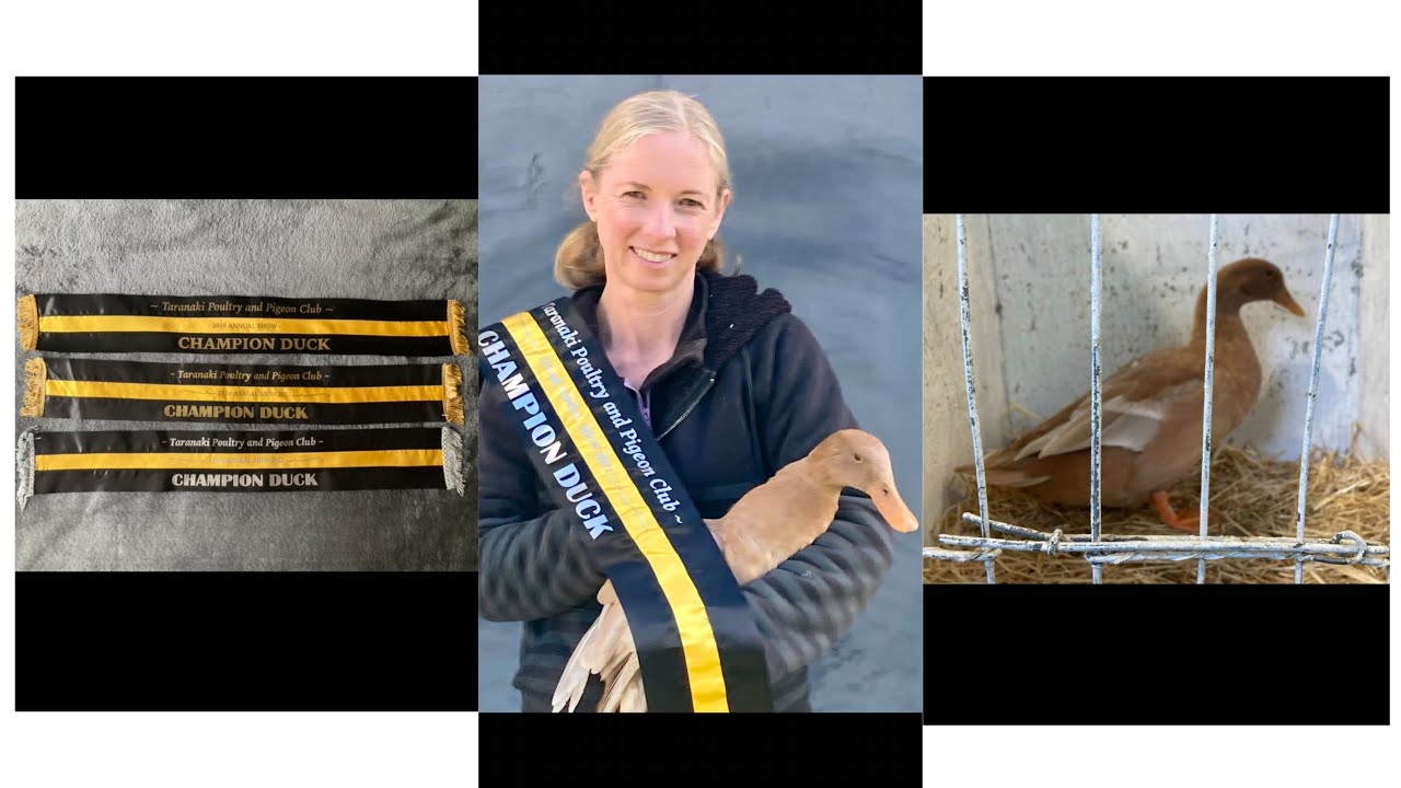 How I Prepared My Champion Winning Ducks For The Poultry Show - YouTube