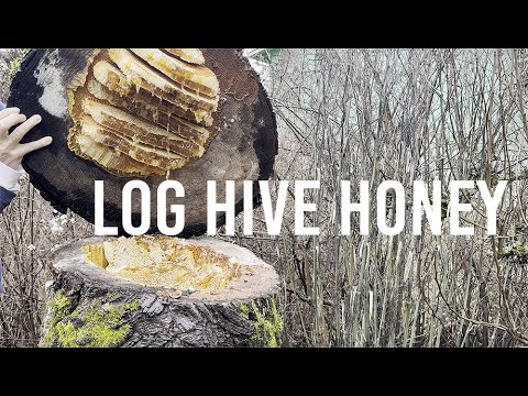 Harvesting honey from a LOG BEEHIVE #naturalbeekeeping #beekeeping ...