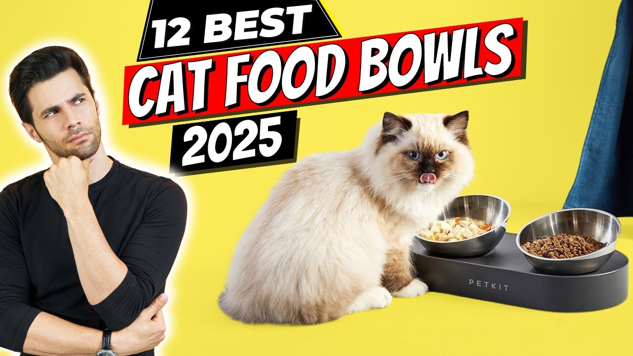Best Cat Food Bowls of 2025 | 12 BEST Cat Food Bowls of 2025 THAT WILL ...