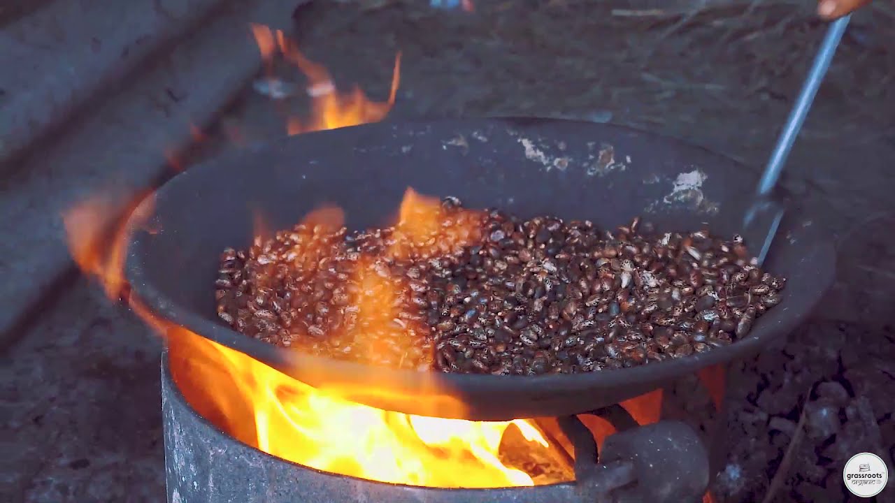 Bull Driven oil Gaana. - YouTube