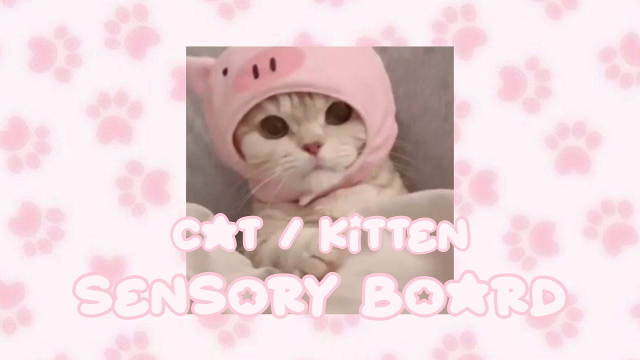 🐾🐱 CAT / KITTEN SENSORY STIMBOARD | sfw / safe 🍮🎀 | Sugary Cute - YouTube