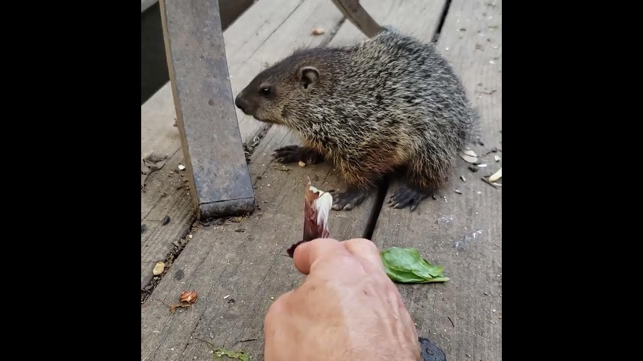 hand feeding the baby groundhog - YouTube