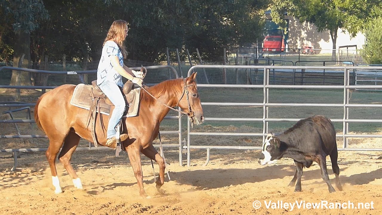 Little Legs Malone - working cows #2 - Valley View Ranch - YouTube