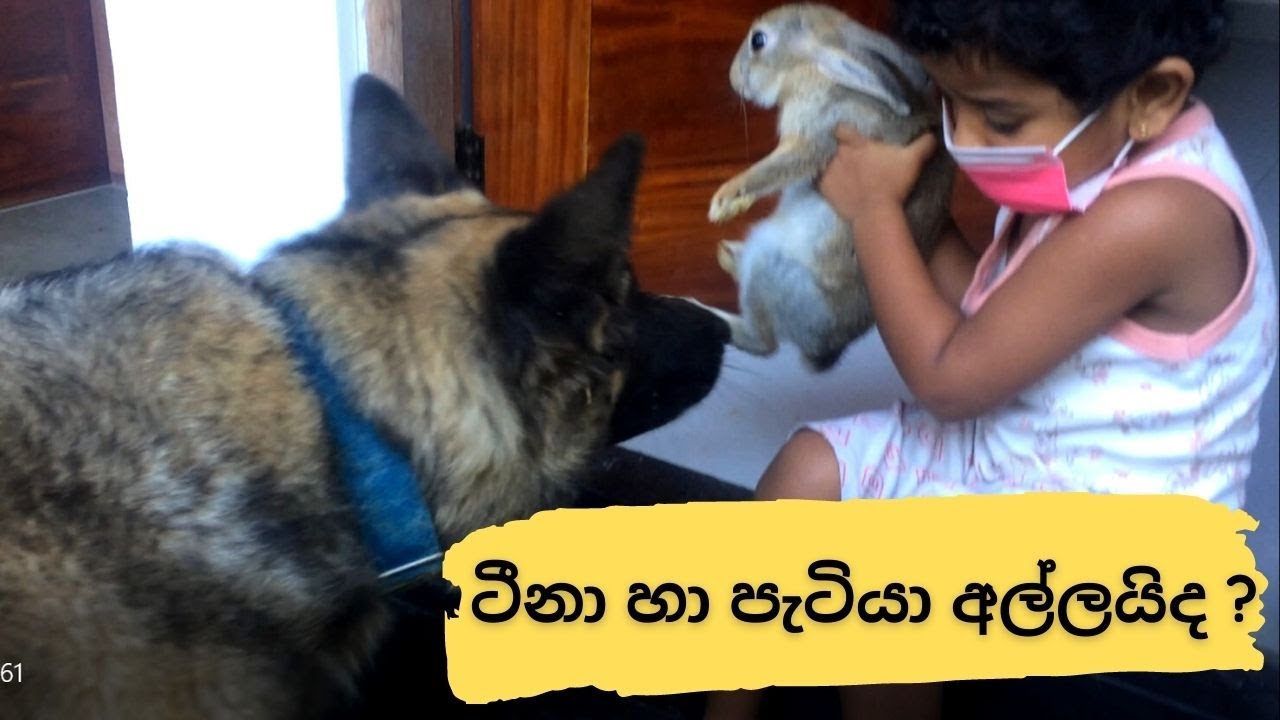 rabbit baby Sri Lanka / cute rabbit baby video / very cute rabbit baby ...