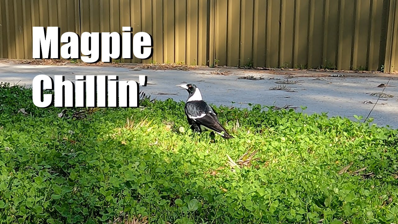 Chilling with Half Beak the Magpie on a Sunny Saturday Morning - YouTube