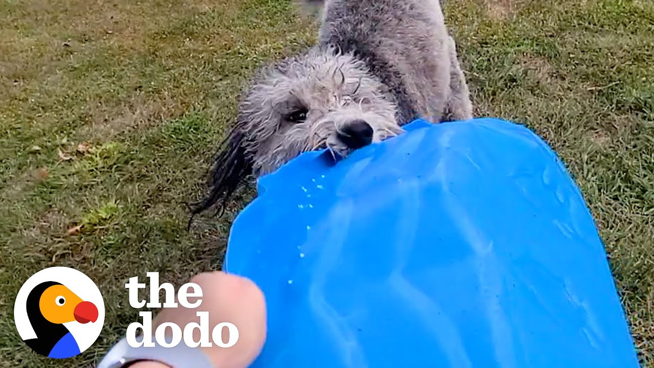 This Dog Is So Obsessed With His Little Blue Pool | The Dodo - YouTube