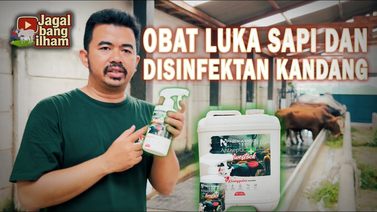 Perawatan Luka Sapi di Kandang: Obat Luka dan Disinfektan | Jagal Bang ...
