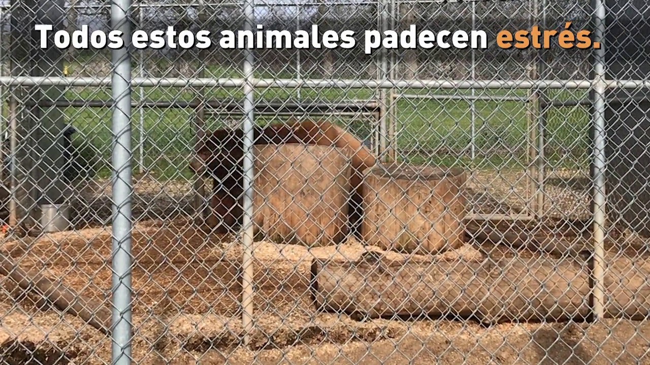 Animales sufriendo estrés en el Barry R. Kirshner Wildlife Foundation ...