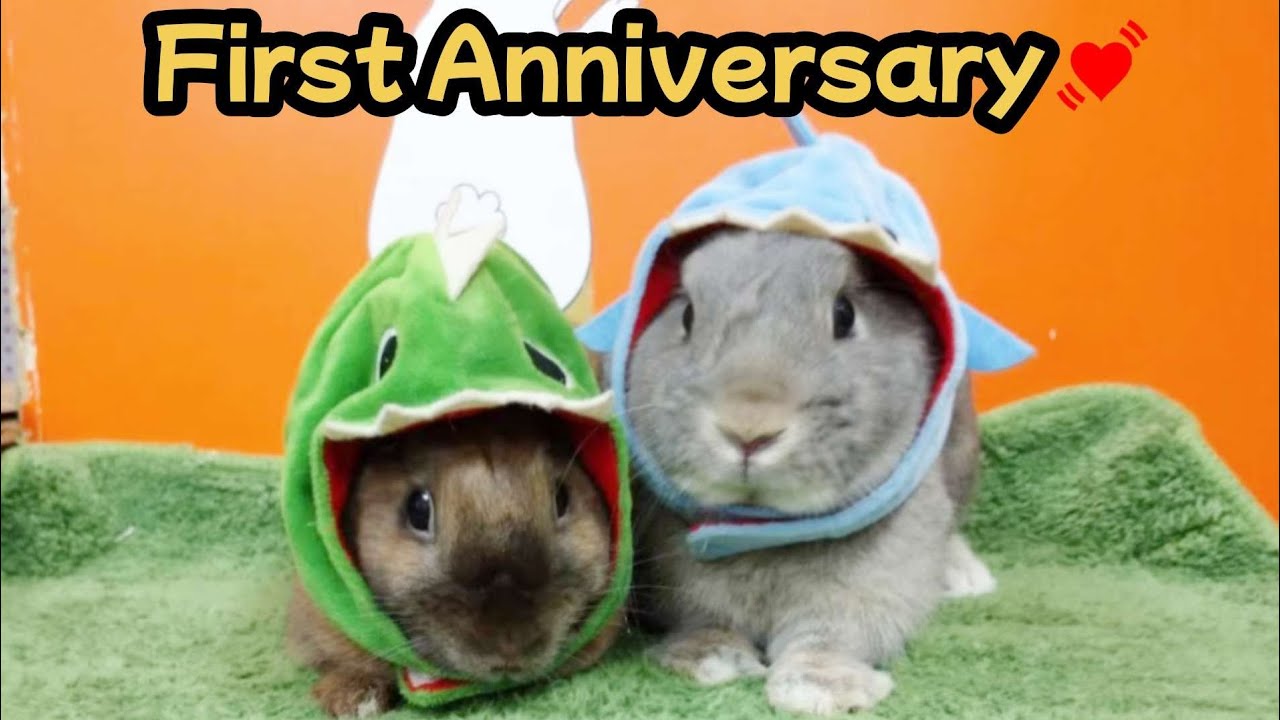 First Anniversary🐰 #rabbits - YouTube