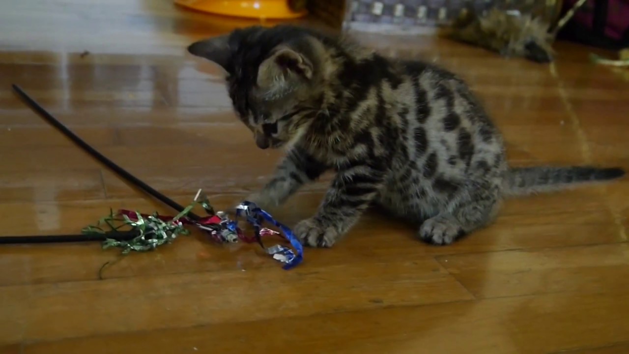 Larry - F3 Brown spotted male Bengal kitten at 8 weeks of age - YouTube