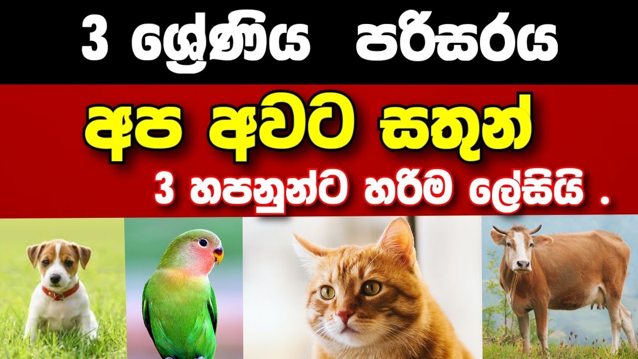 අපි අවට සිටින සතුන් පාඩම ලේසියෙන්ම ඉගෙන ගනිමු.Grade 3 Parisaraya ...