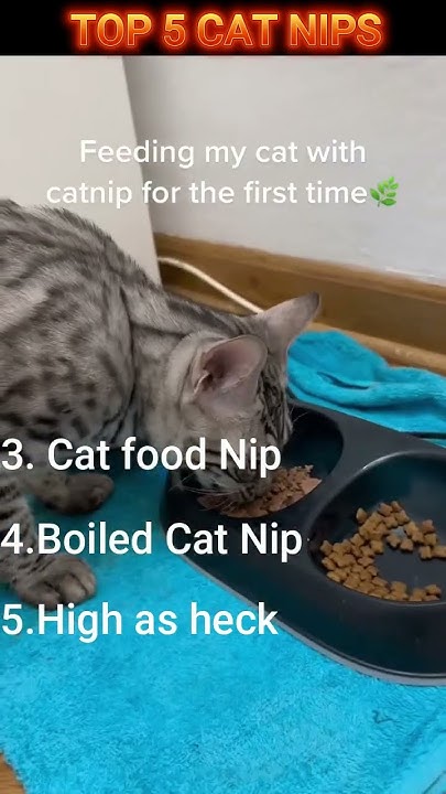 Top 5 Cats on cat nip #catlovers #catshorts #catfun #catmoment #catplaying - YouTube
