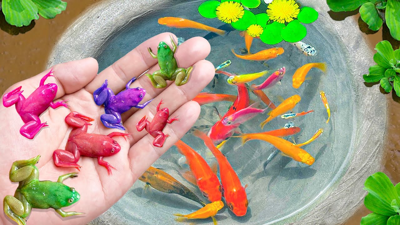 Catch Tiny Ornamental Frogs With Amazing Colors In Eggs, Ornamental ...