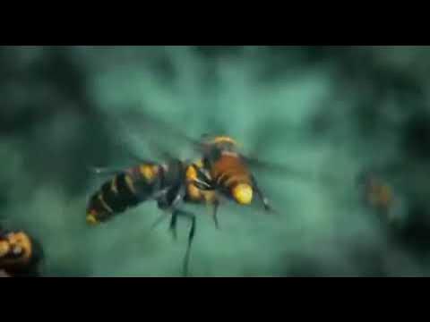 30 Japanese Giant Hornets kill 30000 Honey Bees - YouTube