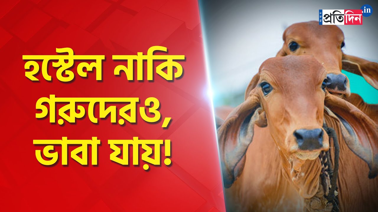 Cow Hostel at Jhargram, makes home for twenty cows | Sangbad Pratidin ...