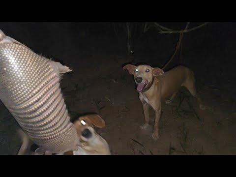 Caçada de tatu. Nesses lugares que dão medo, o rosto é grande 😕