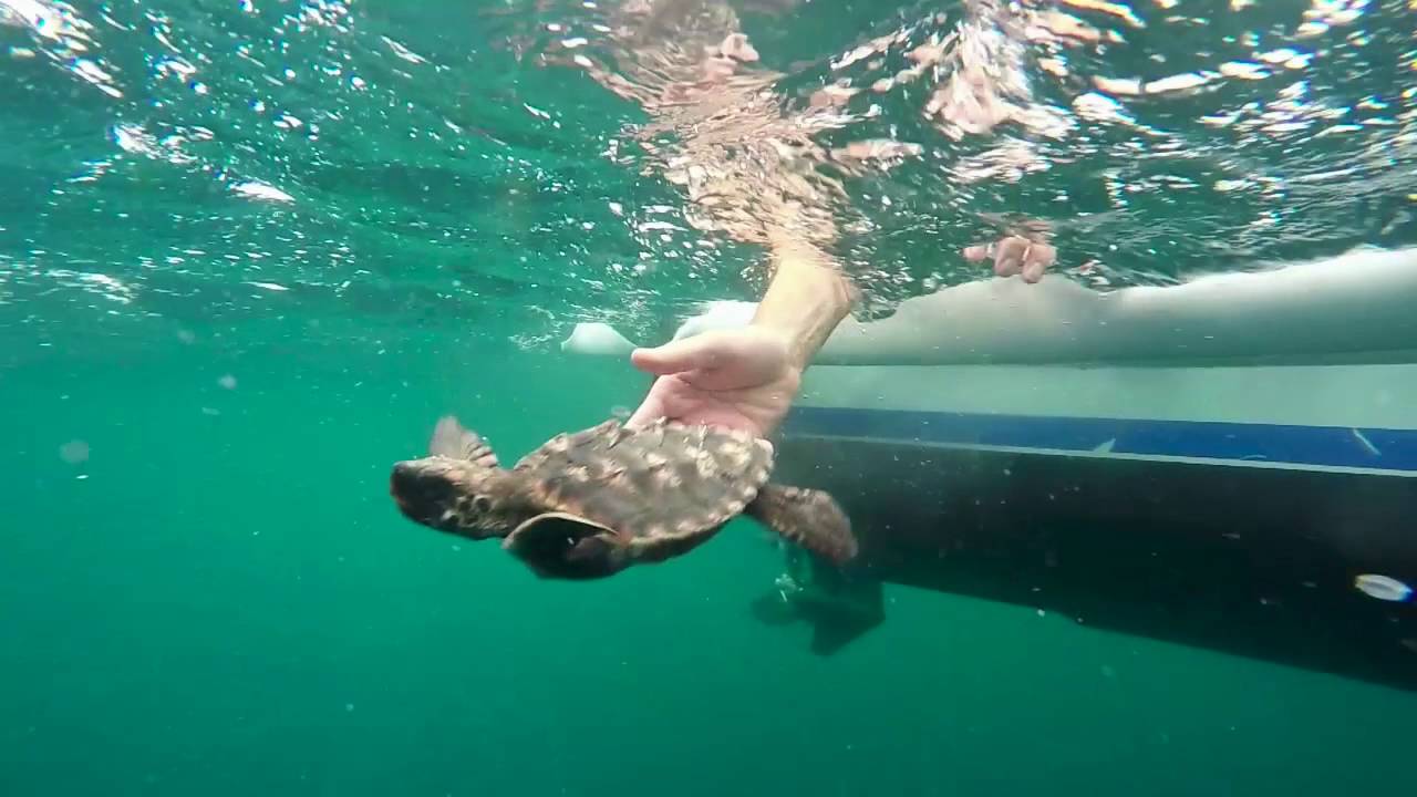 Chris Bertish Sea Turtles & Litter Two Oceans Aquarium - YouTube