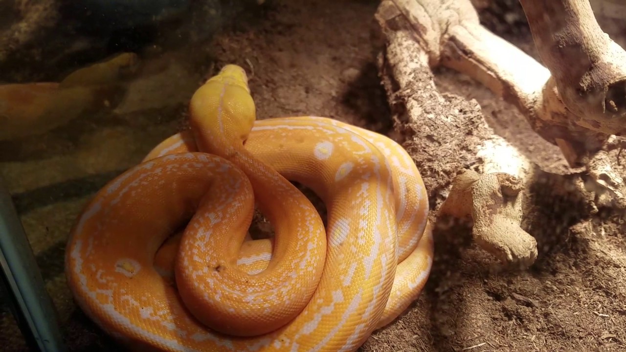Lavender Albino Goldenchild Tiger Reticulated Python Male - YouTube