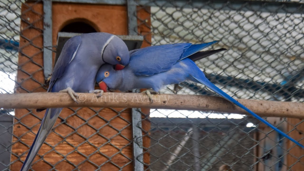 How Do I Maintain my Aviary in Winter ️ - YouTube