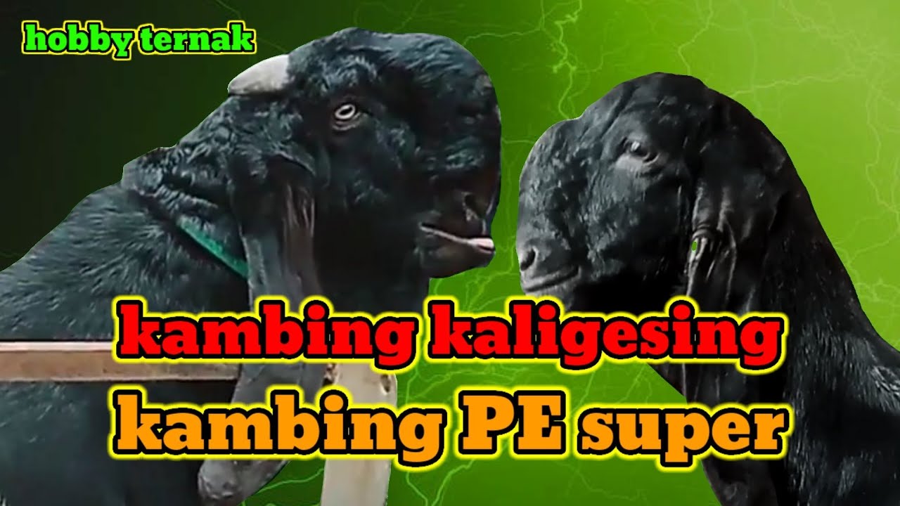 kambing PE super || kambing pe KALIGESING #kambingpekaligesing # ...