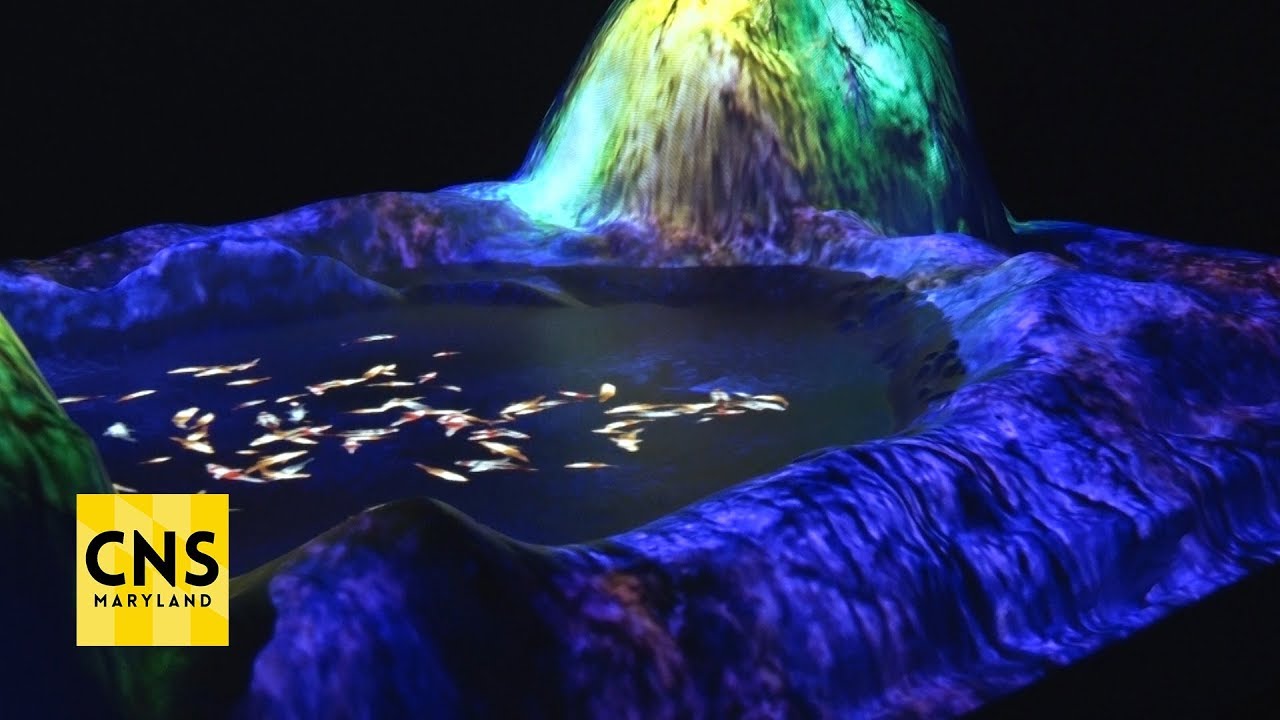 VIRTUAL BLOOM: New exhibit in DC offers alternative cherry blossom ...