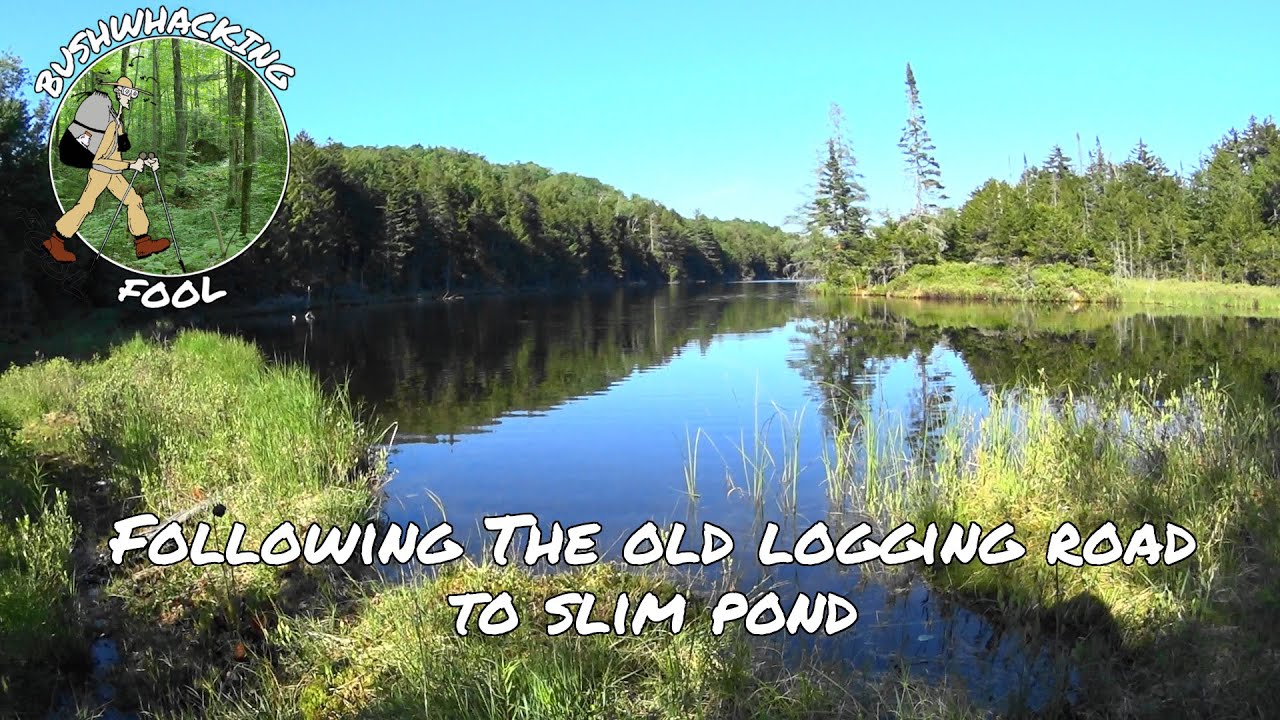 Following an Old Logging Road to Slim Pond | Wilderness Lakes Tract ...