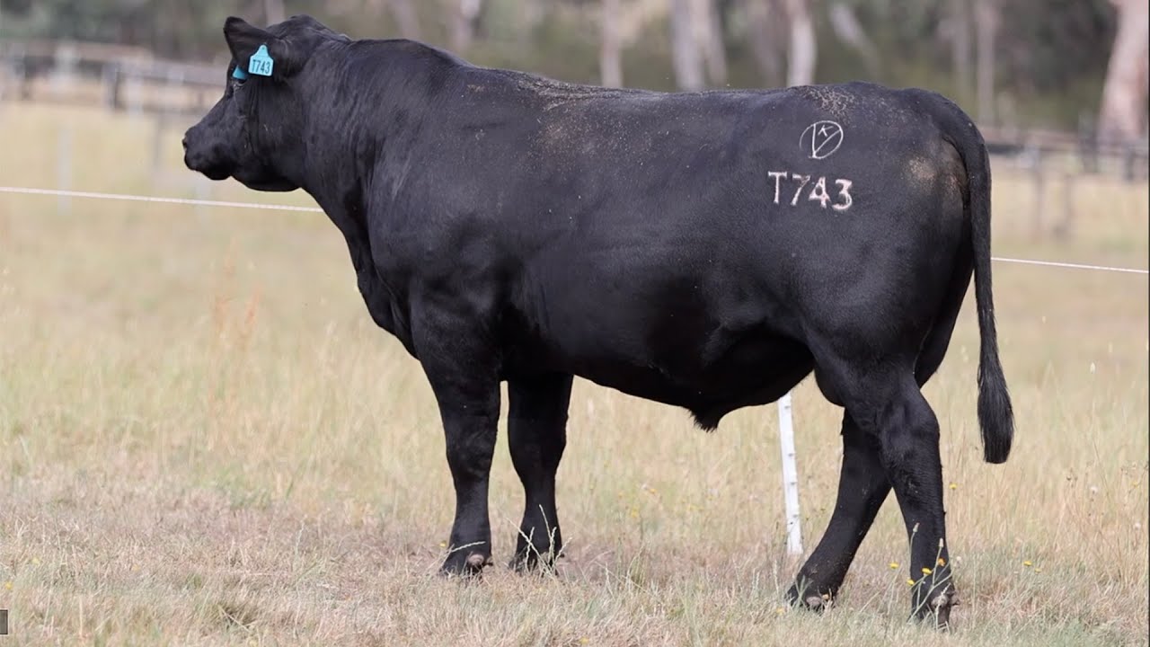 Lot 54 GXN22T743 Kelly Angus 2024 - YouTube