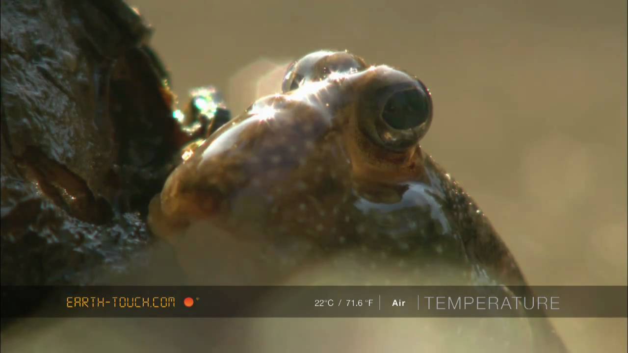 Strange-looking mudskippers show off their hunting skills - YouTube