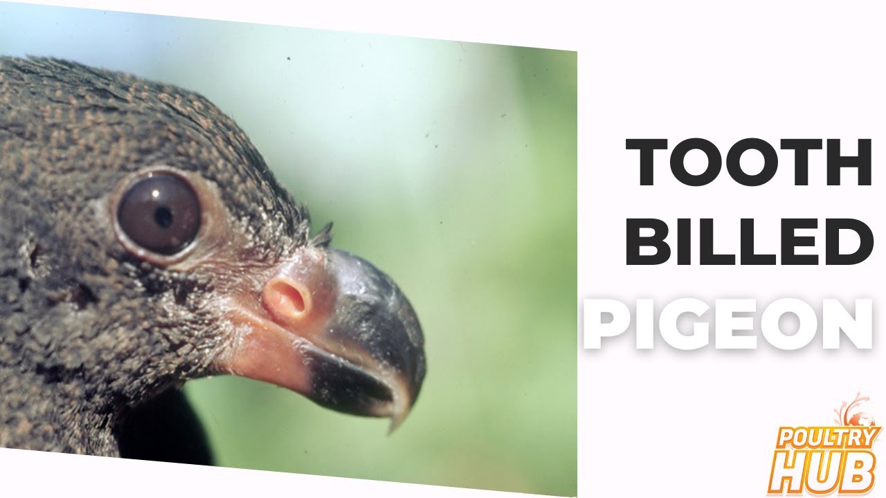 Tooth Billed Pigeon