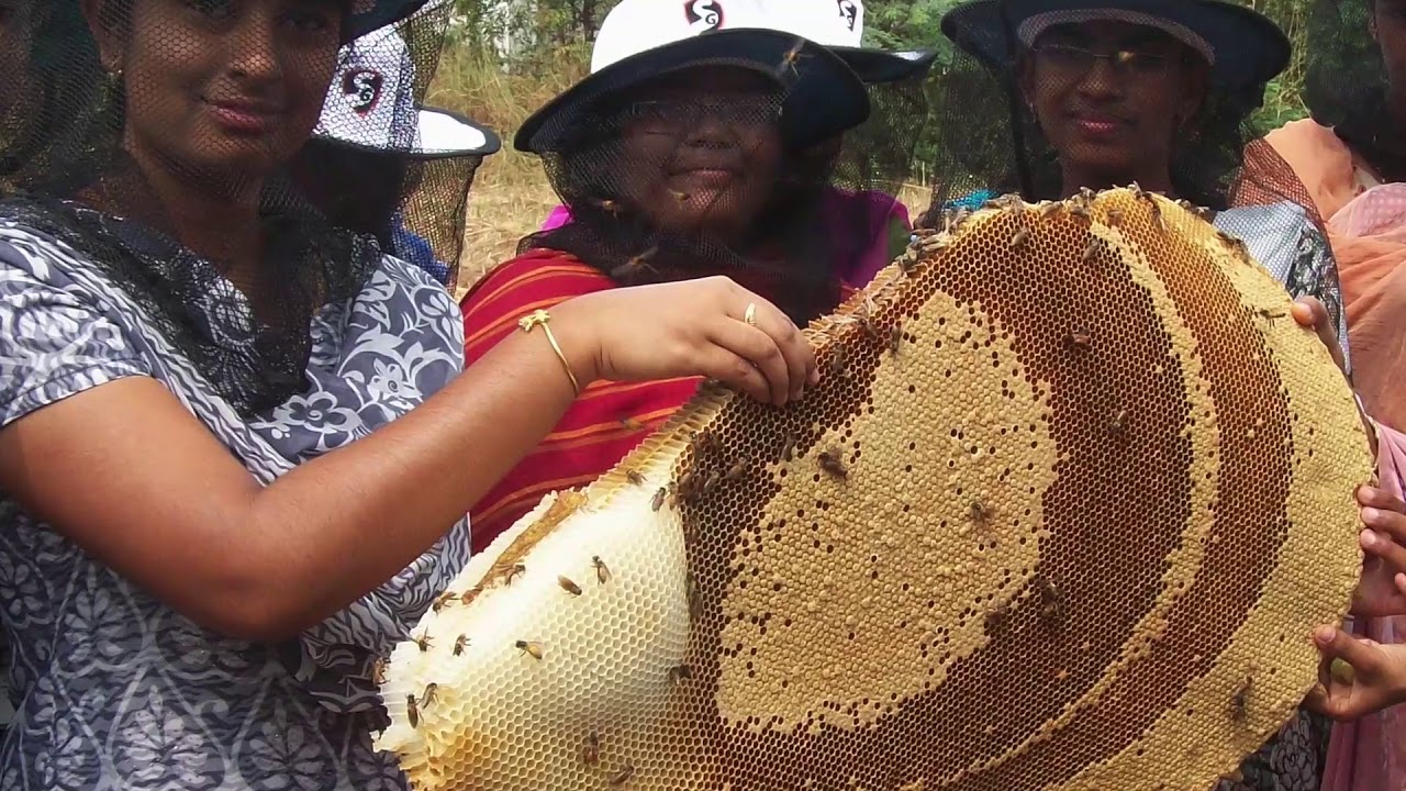 Beekeeping in TNAU mp4 video - YouTube