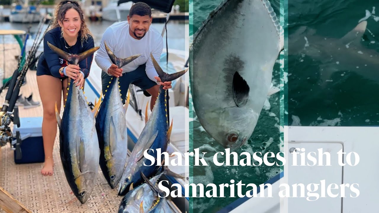 Shark chases fish to Samaritan anglers - YouTube