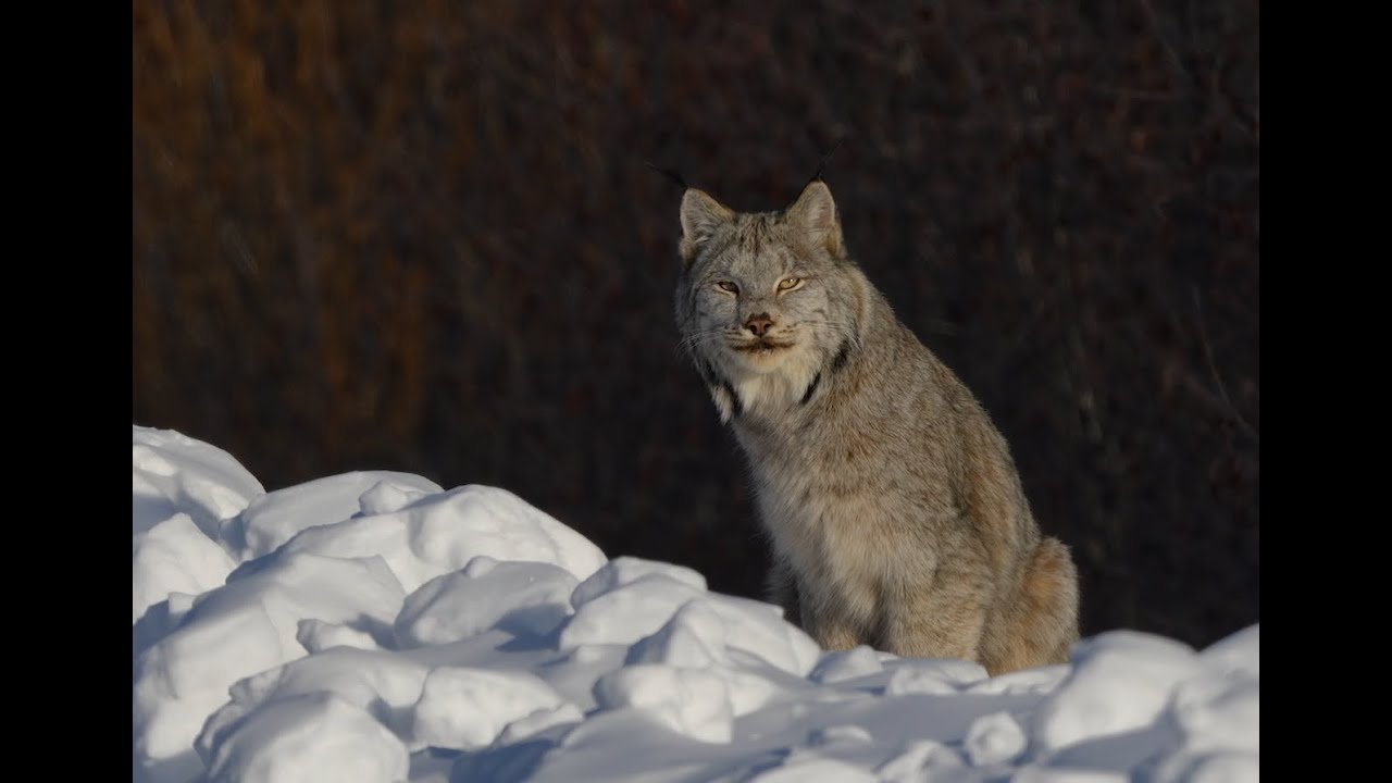 Beautiful Canadian Lynx Relaxing - YouTube