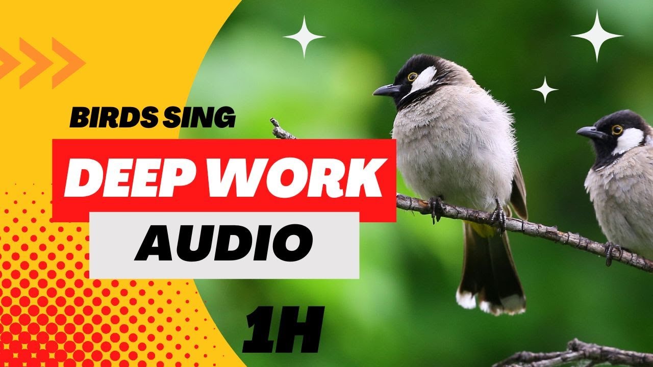 Birds Songs for Focus, Training, Workout and Sport [ASMR 1H00] - YouTube