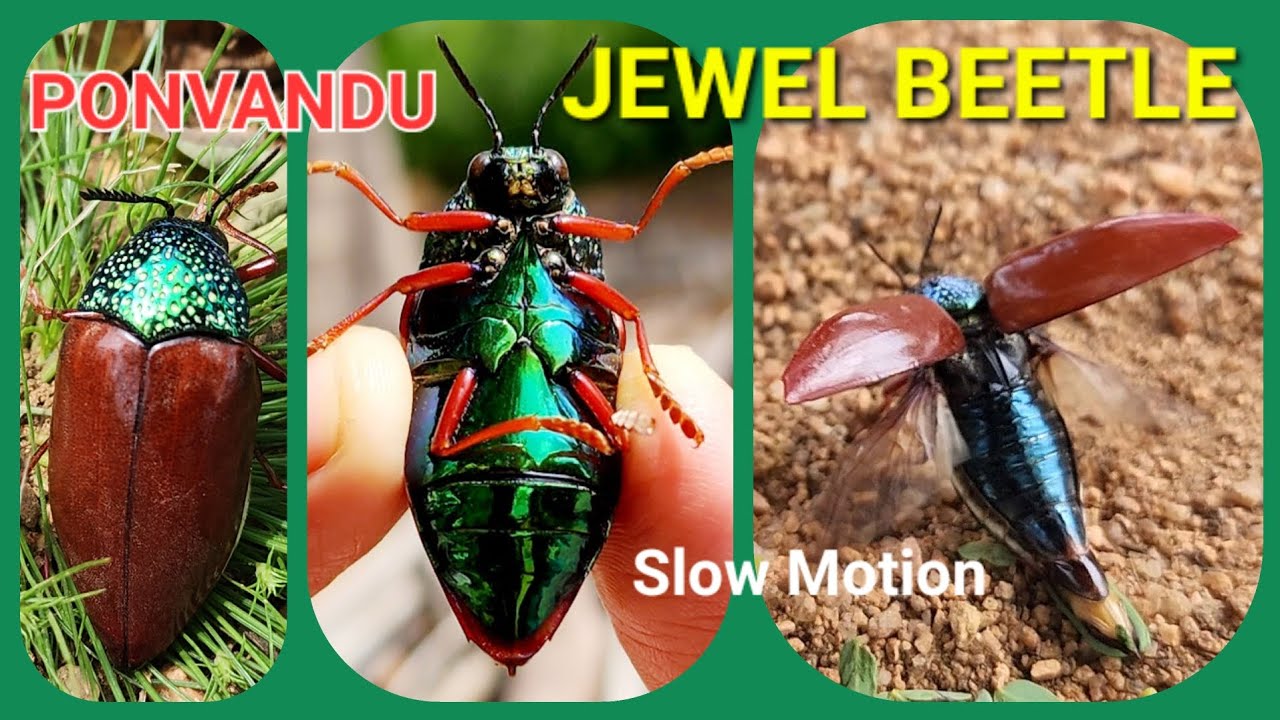 PONVANDU, JEWEL BEETLE few moments with Jonathen Prince and family # ...