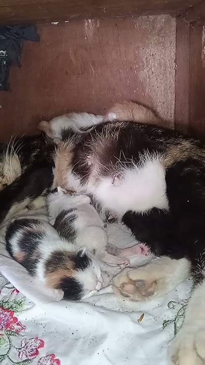 Hari ke 2 anak kucing menyusui - YouTube