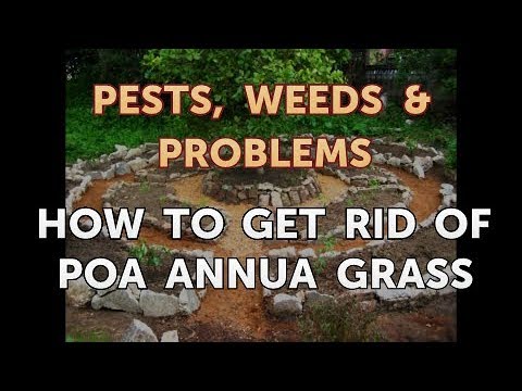 How to Get Rid of Poa Annua Grass - YouTube