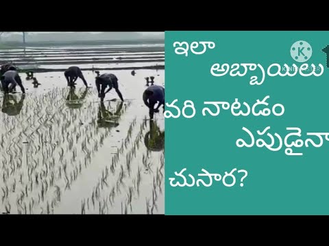 vari natu వరి నాటడం - YouTube