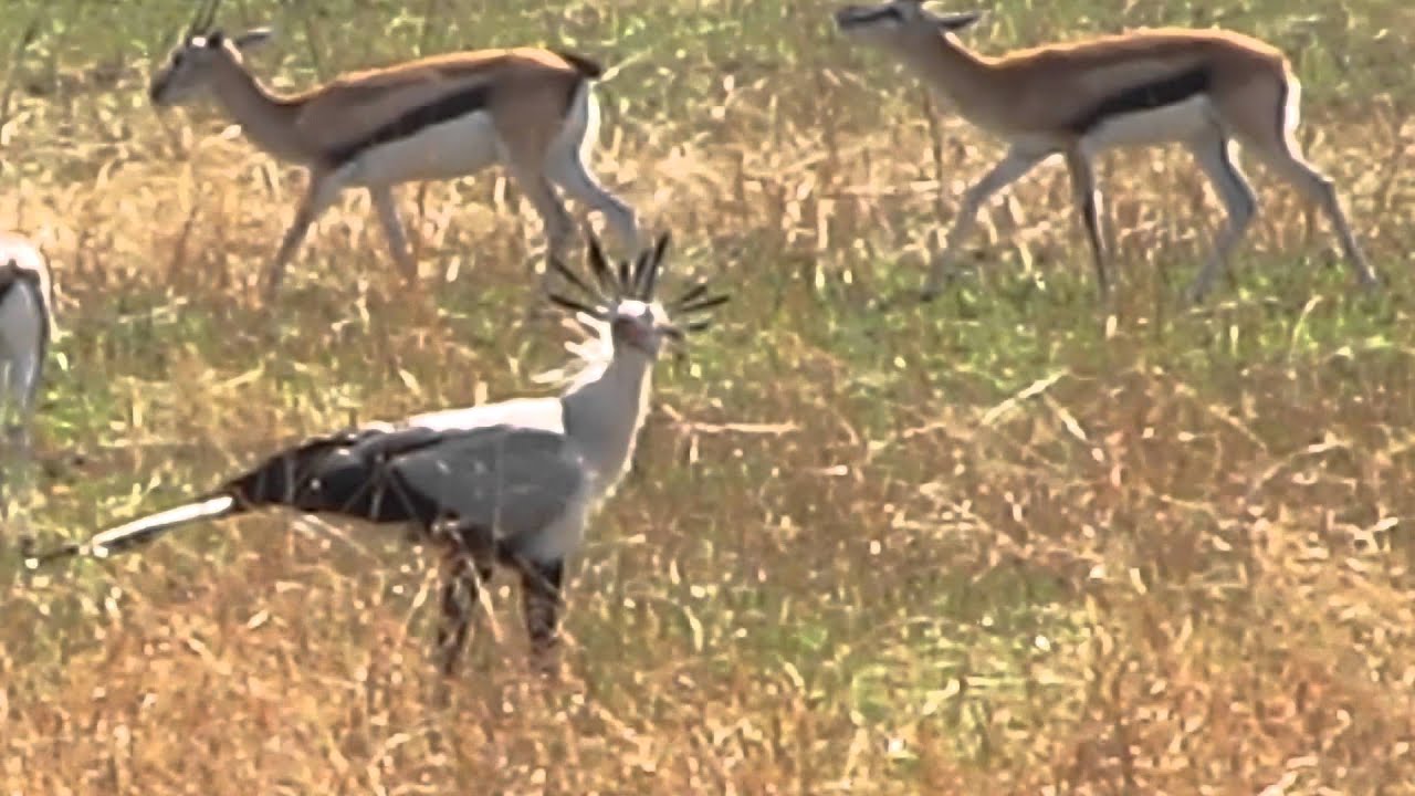 Secretary Bird on the hunt - YouTube