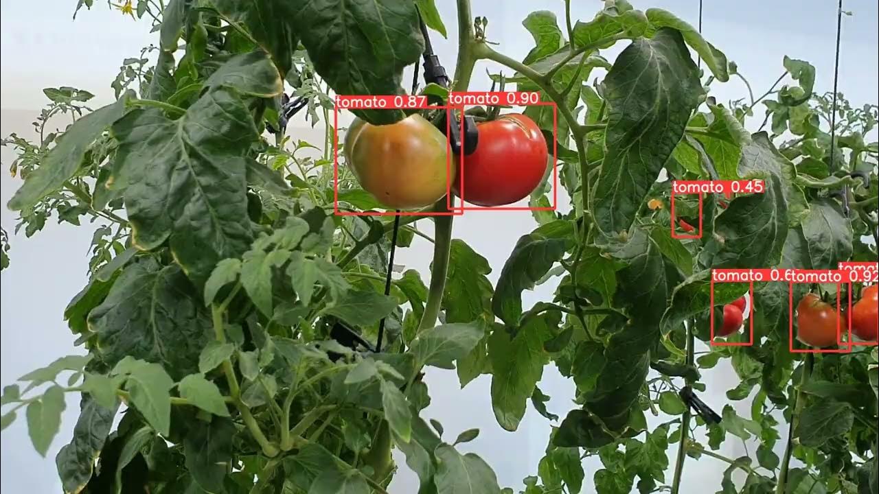 [Yolo] detect tomato - YouTube